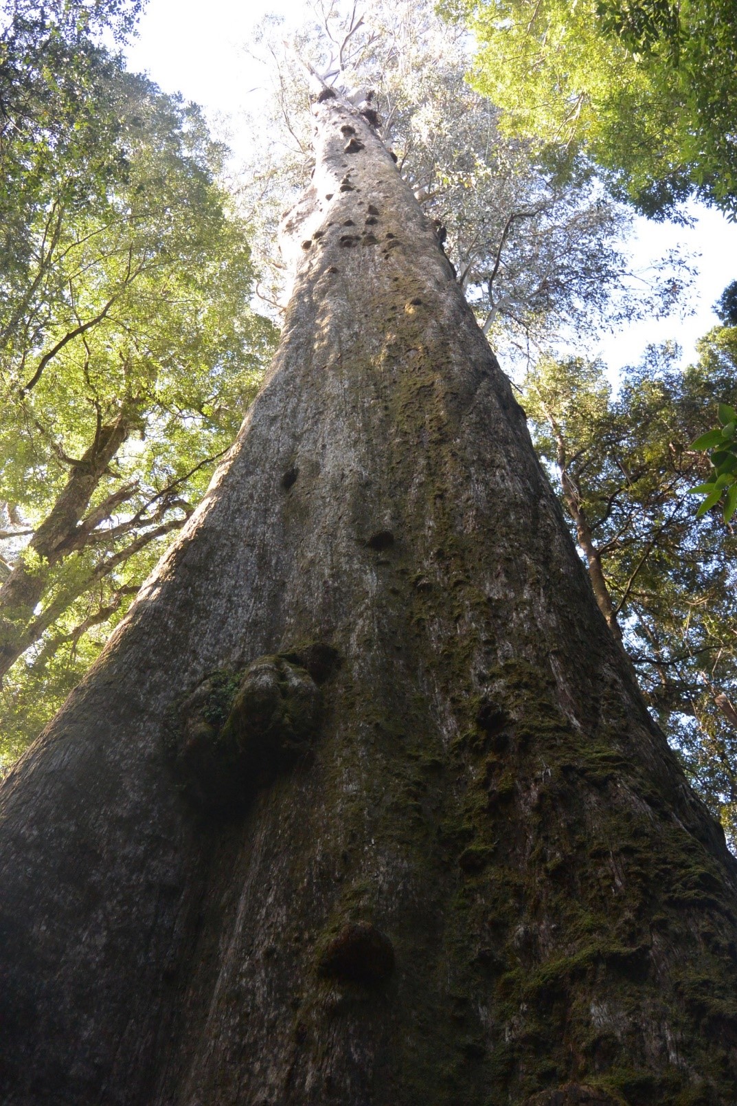 An Unexpected Journey: Can Tree Sitting Drive Policy? | ACOEL